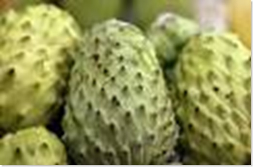 FRUTAS BRASIL: Cultura da Atemoia